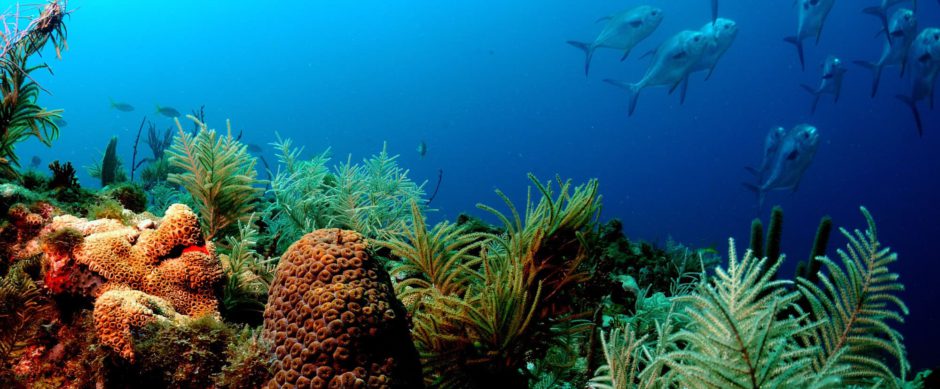 marine-environmental-studies | Sea Engineering, Inc